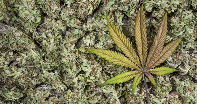 Popular Marijuana Names I Growing Marijuana Blog