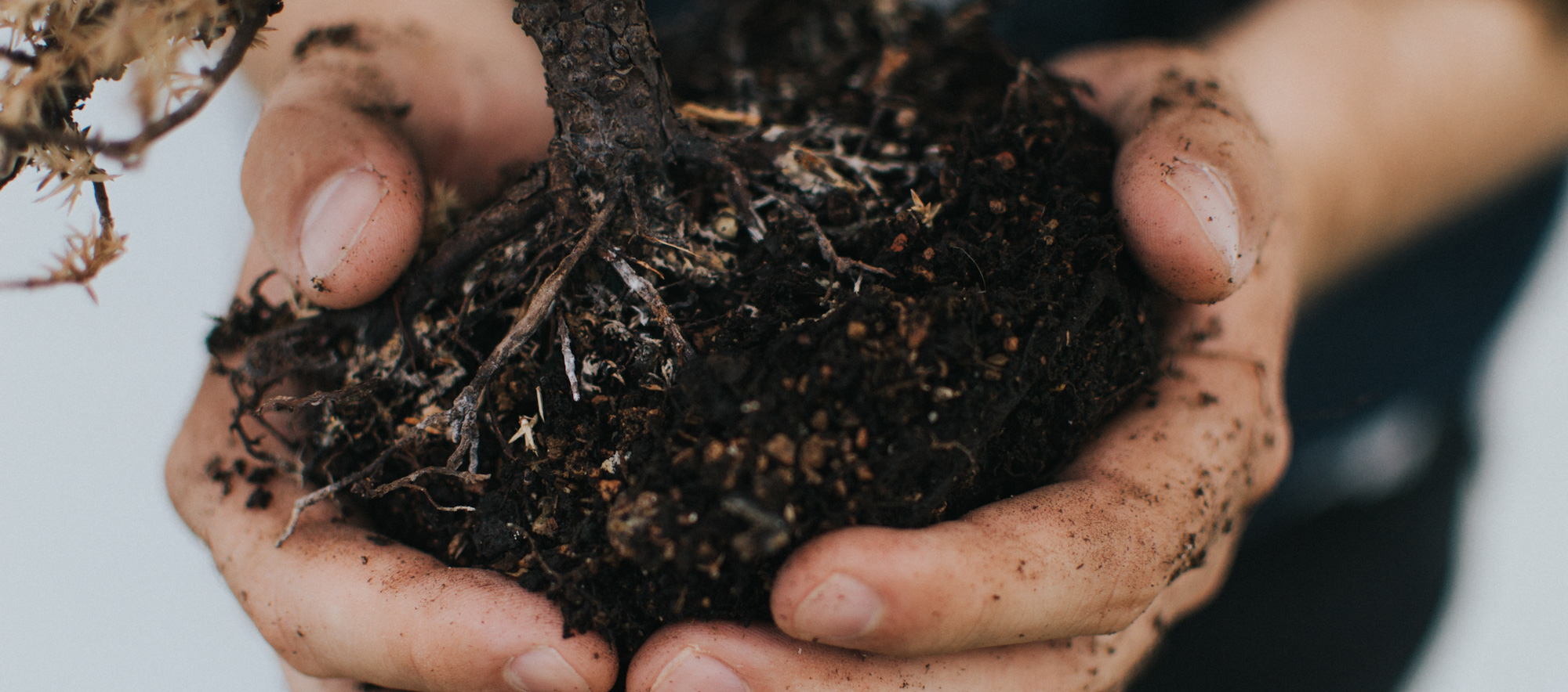 Common Cannabis Diseases | Growing Marijuana Blog