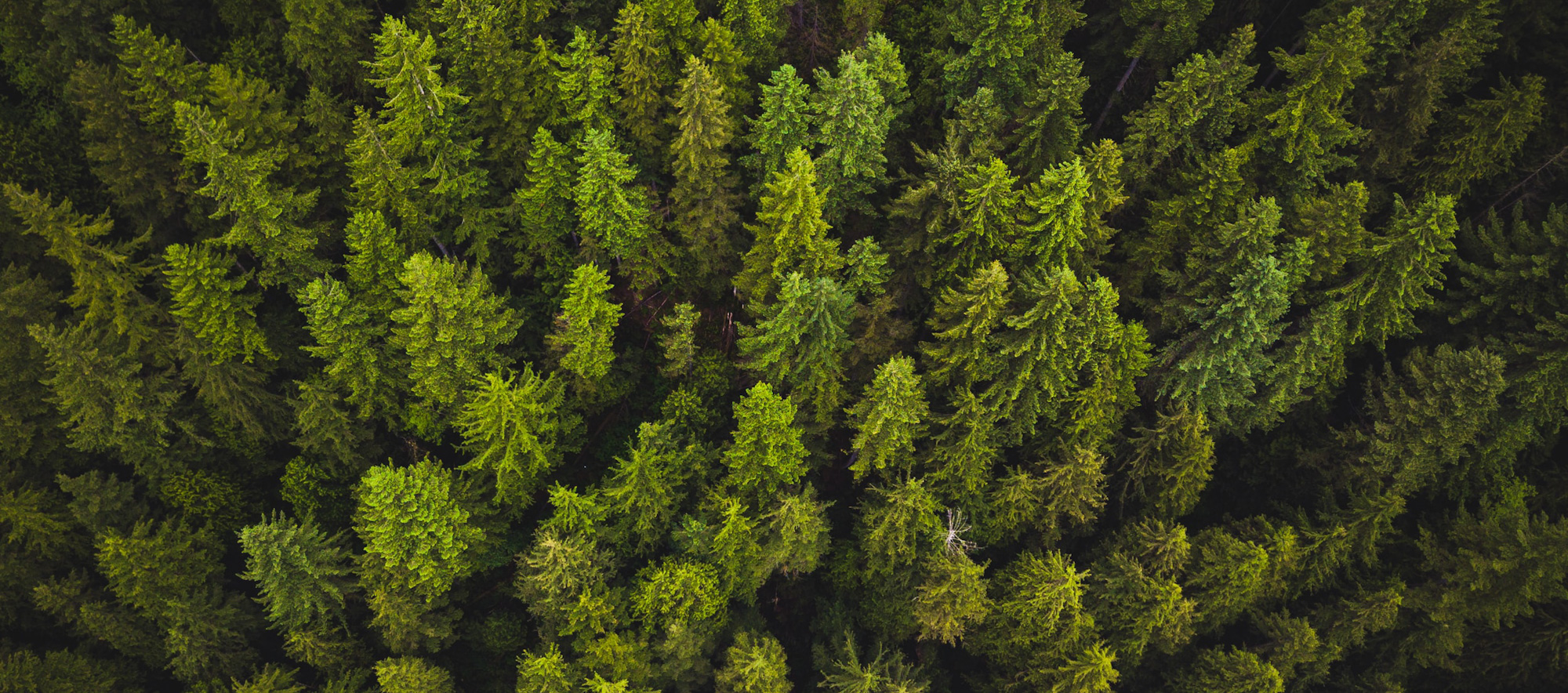 Pythium: The Big Bully of Marijuana Plants I Growing Marijuana Blog