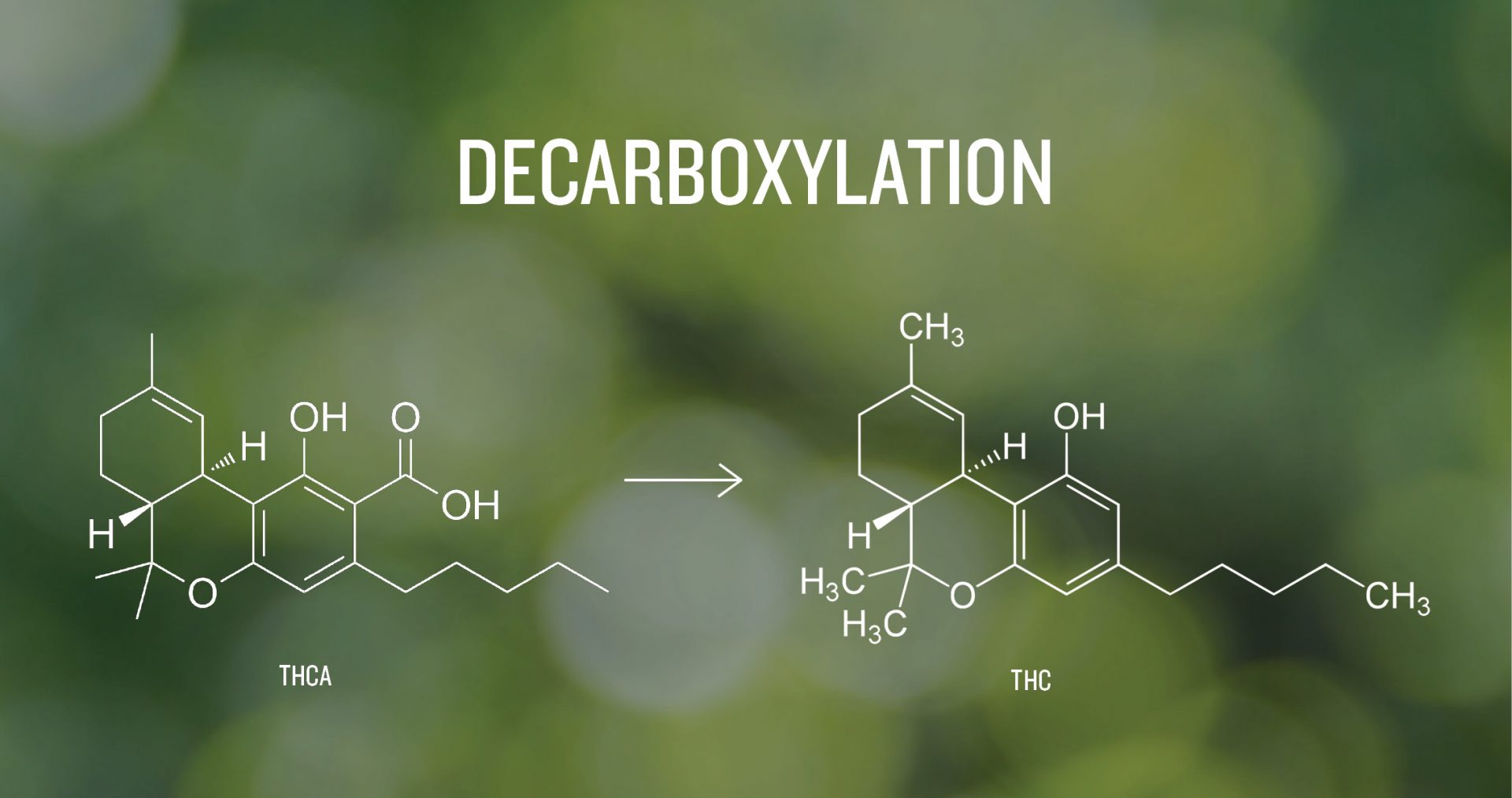 How To Decarboxylation Correctly I Growing Marijuana Blog