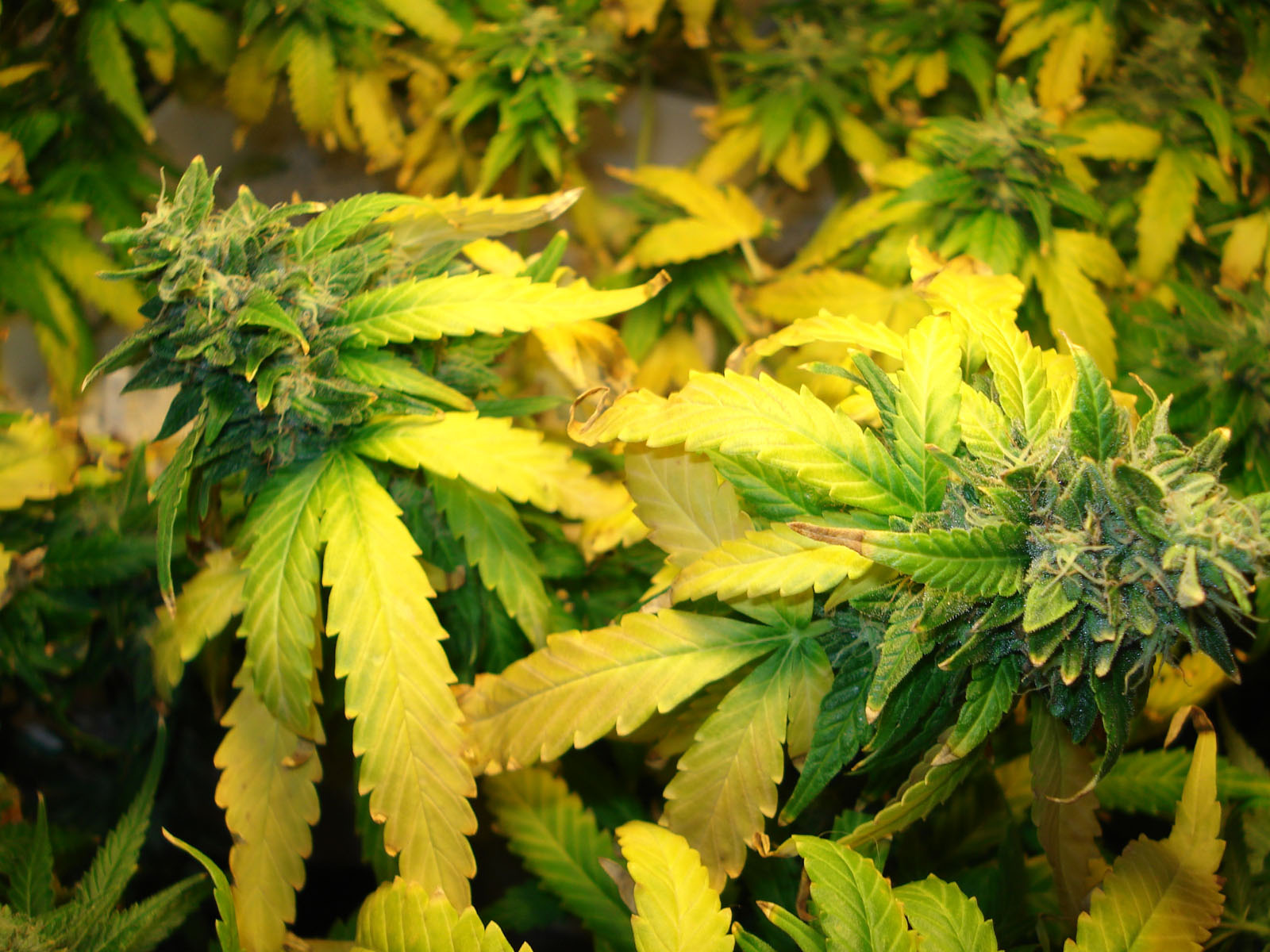 How To Prevent Yellow Marijuana Leaves I Growing Marijuana Blog How To Prevent Yellow Marijuana Leaves I Growing Marijuana Blog