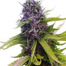 The Best Autoflower Seeds You Could Obtain I Growing Marijuana Blog