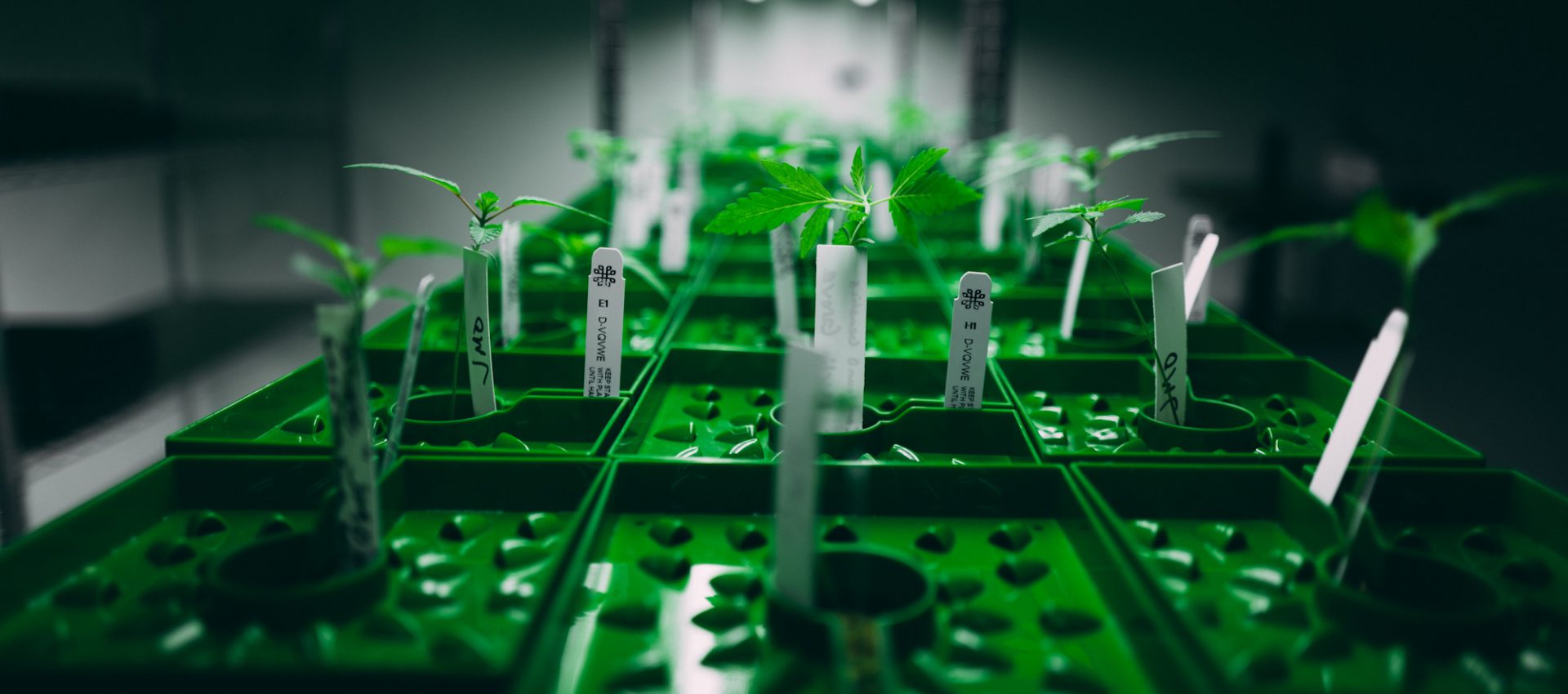 Growing Weed In Water: Grow Hydroponic I Growing Marijuana Blogs