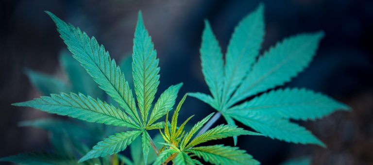 The Medicinal Benefits Of Indica Strains I Growing Marijuana Blog