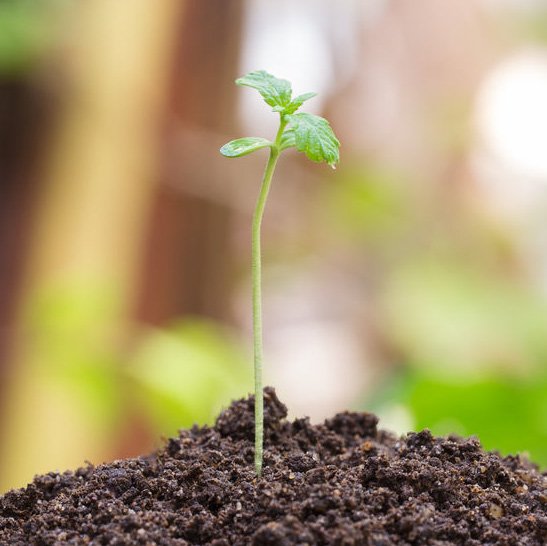 Grow Your Own Weed Seed | Growing Marijuana Blog