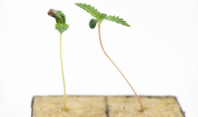Grow Your Own Weed Seed | Growing Marijuana Blog