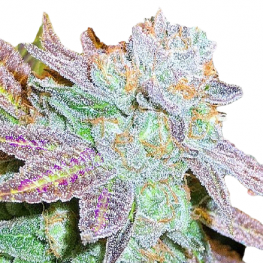AK 47 Feminized Seeds l Growing Marijuana Blog
